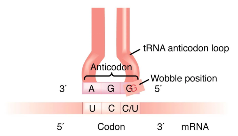 The Wobble Hypothesis - Definition, Exaplanation, Importance - Biology ...