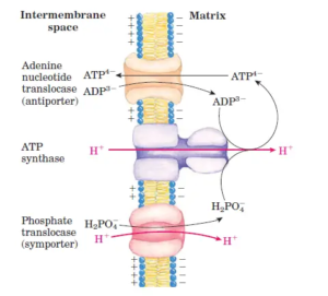 Mitochondrial Shuttles and Transporter Proteins. - Biology Notes Online