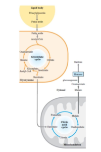 The Glyoxylate Cycle - Definition, Steps, Functions. - Biology Notes Online
