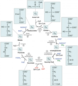 Krebs Cycle - Definition, Steps, Products, Regulation - Biology Notes ...