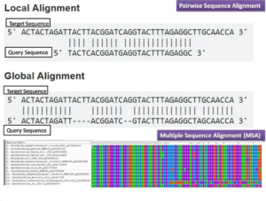 Sequence Alignment - Definition, Types, Tools, Applications - Biology ...