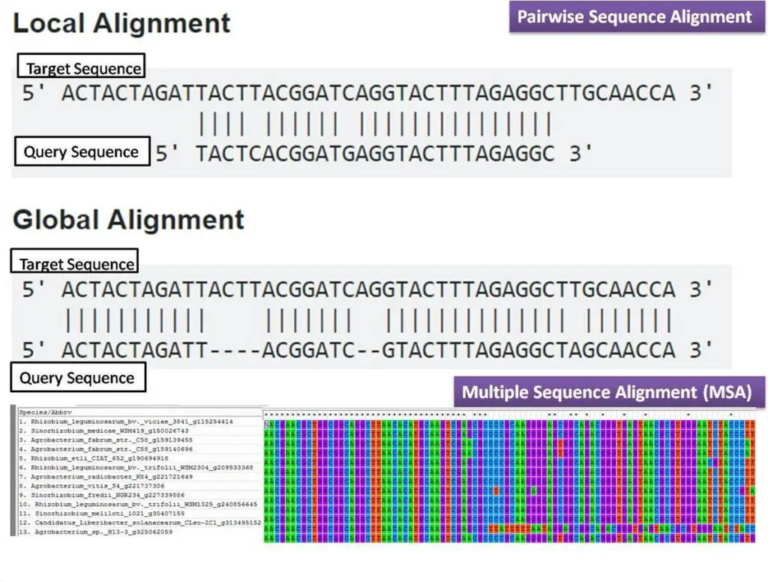 Sequence Alignment - Definition, Types, Tools, Applications - Biology ...