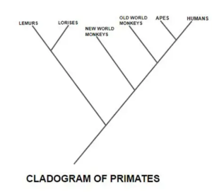 Phylogenetic Tree - Definition, Types, Steps, Methods, Uses - Biology ...