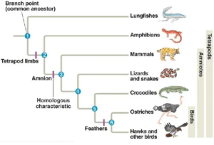 Phylogenetic Tree - Definition, Types, Steps, Methods, Uses - Biology ...