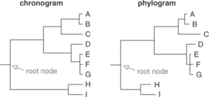 Phylogenetic Tree - Definition, Types, Steps, Methods, Uses - Biology ...