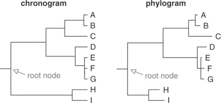 Phylogenetic Tree - Definition, Types, Steps, Methods, Uses - Biology ...