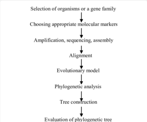 Phylogenetic Tree - Definition, Types, Steps, Methods, Uses - Biology ...