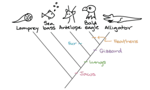 Phylogenetic Tree - Definition, Types, Steps, Methods, Uses - Biology ...