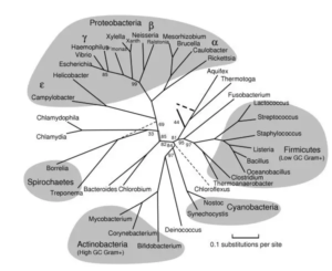 Phylogenetic Tree - Definition, Types, Steps, Methods, Uses - Biology ...