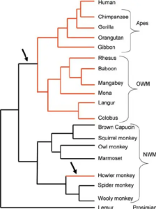Phylogenetic Tree - Definition, Types, Steps, Methods, Uses - Biology ...