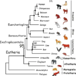Phylogenetic Tree - Definition, Types, Steps, Methods, Uses - Biology ...