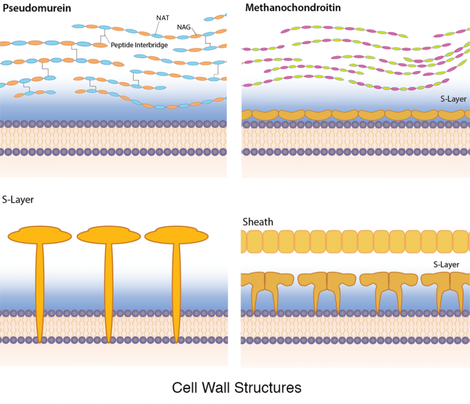 Cell Wall Structure of Archaebacteria - Biology Notes Online