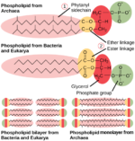 Cell Wall Structure of Archaebacteria - Biology Notes Online