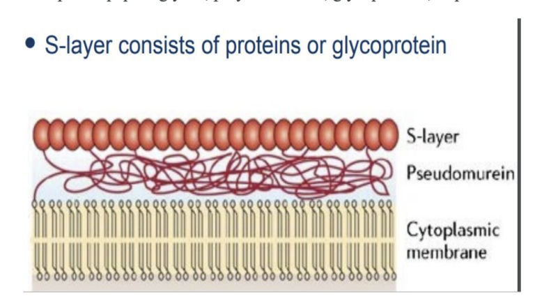 Cell Wall Structure of Archaebacteria - Biology Notes Online