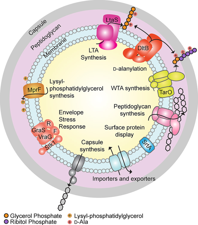 Structure of Gram-positive Cell Wall - Biology Notes Online