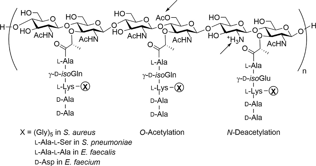 Structure of Gram-positive Cell Wall - Biology Notes Online