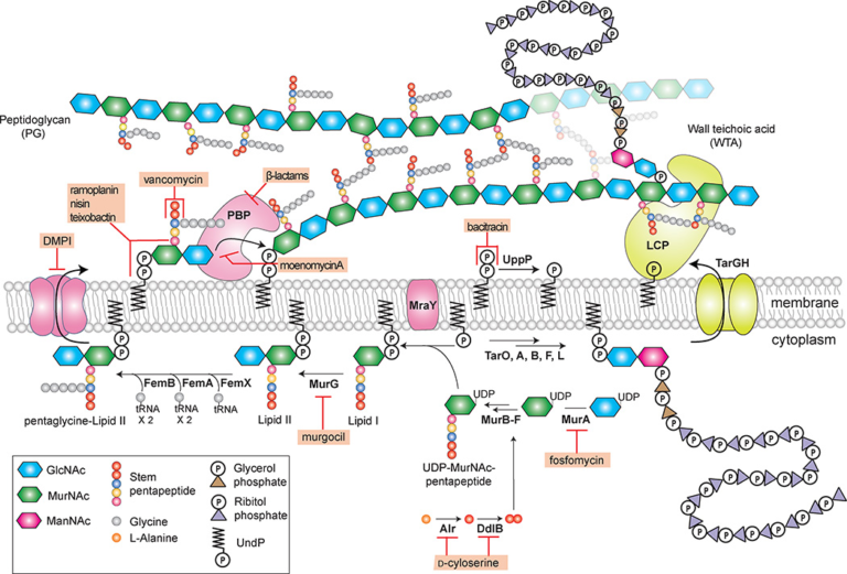 Structure of Gram-positive Cell Wall - Biology Notes Online