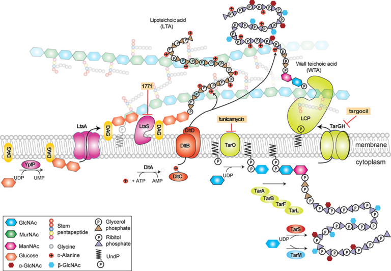 Structure of Gram-positive Cell Wall - Biology Notes Online