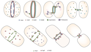 Archaea - Habitat, Structure, Characteristics, Importance, Examples ...