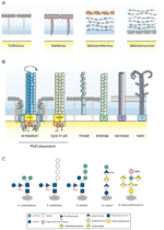 Archaea - Habitat, Structure, Characteristics, Importance, Examples ...