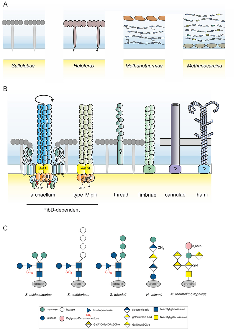 Archaea - Habitat, Structure, Characteristics, Importance, Examples ...