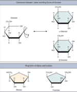 Carbohydrates - Definition, Examples, Structure, Types, and Functions ...