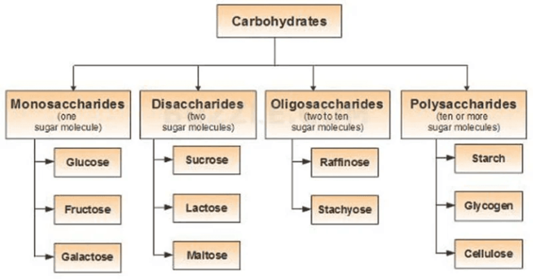 Carbohydrates - Definition, Examples, Structure, Types, And Functions ...