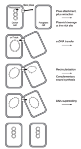 Bacterial Conjugation - Definition, Steps, Importance Examples ...