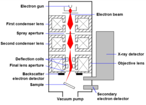 Scanning Electron Microscope - Principle, Parts, Uses - Biology Notes ...