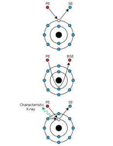 Scanning Electron Microscope - Principle, Parts, Uses - Biology Notes ...