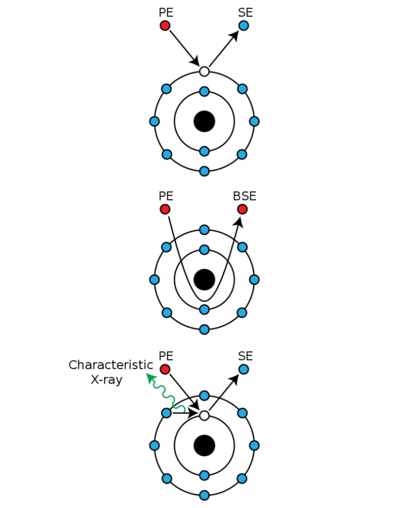 Scanning Electron Microscope - Principle, Parts, Uses - Biology Notes ...