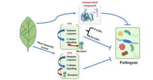 Phyllosphere Microorganisms - Examples, Factors, Effects - Biology ...
