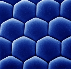 Scanning Electron Microscope - Principle, Parts, Uses - Biology Notes ...