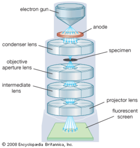 Transmission Electron Microscope (TEM) - Principle, Parts, Uses ...