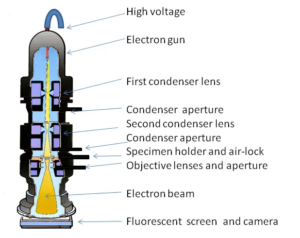 Transmission Electron Microscope (TEM) - Principle, Parts, Uses ...