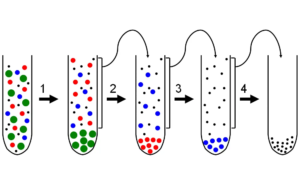 Differential Centrifugation - Principle, Protocol, Uses - Biology Notes ...