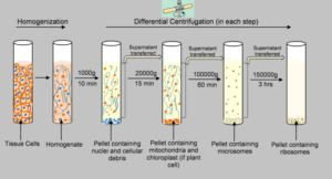 Differential Centrifugation - Principle, Protocol, Uses - Biology Notes ...
