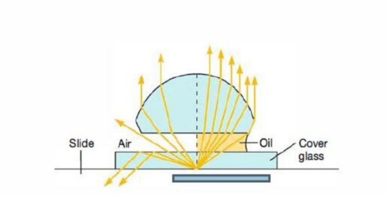Oil Immersion Technique - Objectives, Procedure, Types - Biology Notes ...