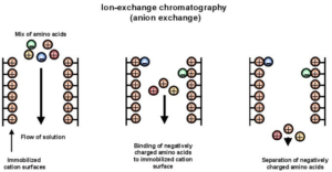 Chromatography - Principle, Types, Applications - Biology Notes Online