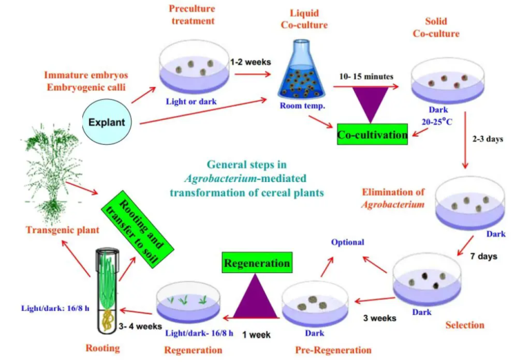 Agrobacterium-Mediated Gene Transfer - Protocol, Applications ...