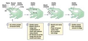 Respiratory System of Frog - Biology Notes Online