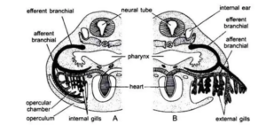 Respiratory System of Vertebrata - Skin, Gills, Lungs and Air Sacs ...