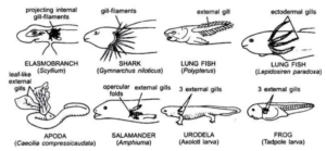 Respiratory System of Vertebrata - Skin, Gills, Lungs and Air Sacs ...