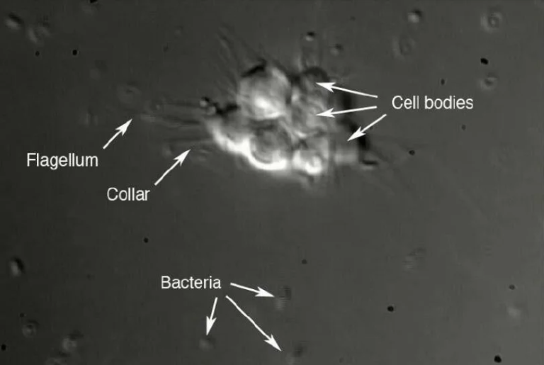 Evolution of Parazoa and Metazoa - Biology Notes Online