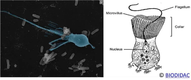 Evolution of Parazoa and Metazoa - Biology Notes Online