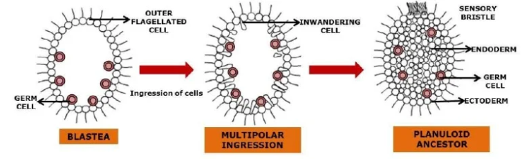 Evolution of Parazoa and Metazoa - Biology Notes Online