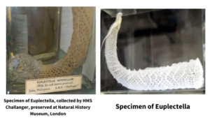 Phylum Porifera - Definition, General Characteristics, Classification ...