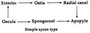 Canal System in Sponge - Definition, Types, Structures, Mechanisms ...