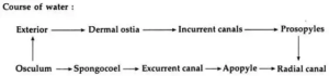 Canal System in Sponge - Definition, Types, Structures, Mechanisms ...