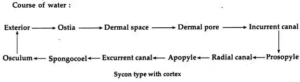 Canal System in Sponge - Definition, Types, Structures, Mechanisms ...